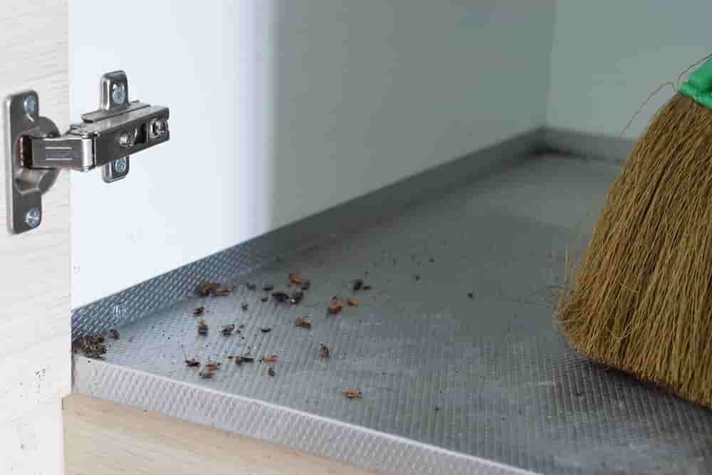 Baby cockroach: Life cycle, Risks ,Pictures and & signs. - Babyroaches