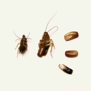 Baby cockroach: Life cycle, Risks ,Pictures and & signs. - Babyroaches