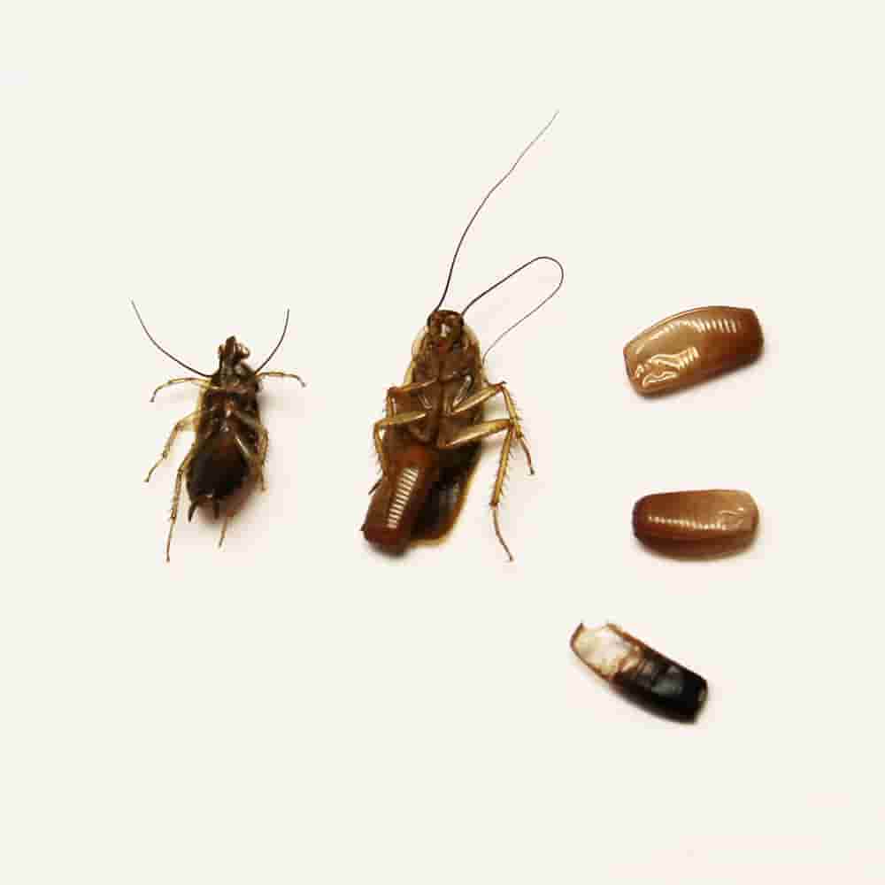 Baby cockroach: Life cycle, Risks ,Pictures and & signs. - Babyroaches
