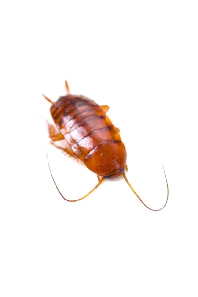 Baby cockroach: Life cycle, Risks ,Pictures and & signs. - Babyroaches