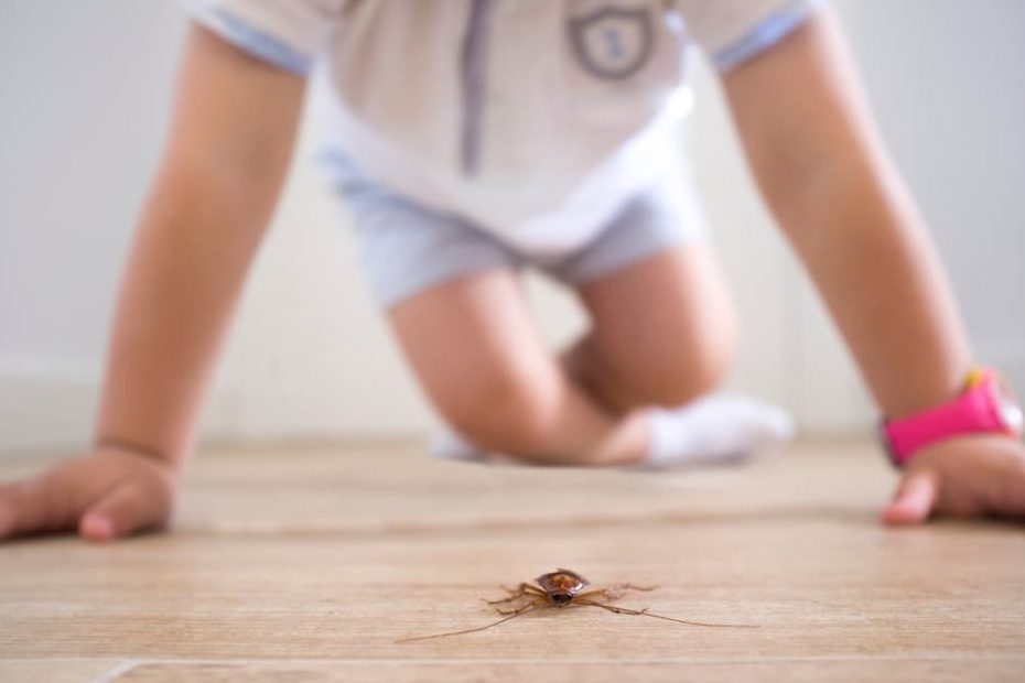 Baby cockroach: Life cycle, Risks ,Pictures and & signs. - Babyroaches