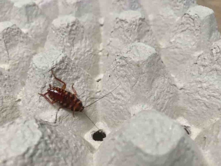 Baby cockroach: Life cycle, Risks ,Pictures and & signs. - Babyroaches