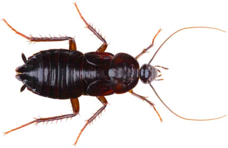 Baby cockroach: Life cycle, Risks ,Pictures and & signs. - Babyroaches