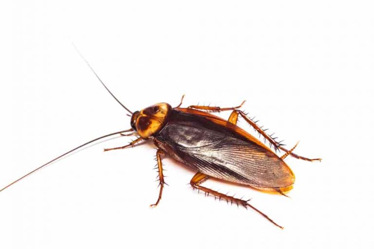 15 Types Of Roaches With Pictures: A Complete Identification Guide 2021 ...