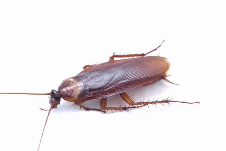 15 Types Of Roaches With Pictures: A Complete Identification Guide 2021 ...
